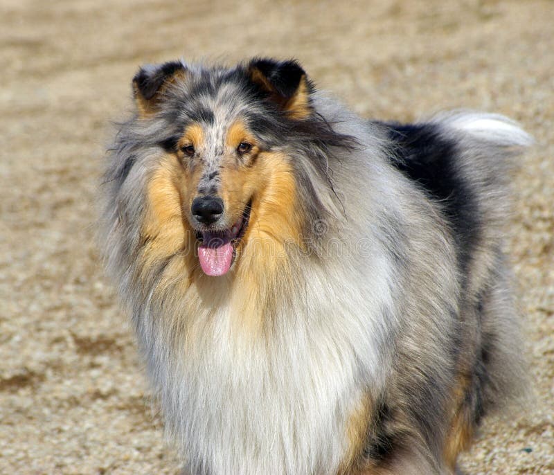 Collie stock image. Image of wool, sort, pets, thoroughbred - 11534259