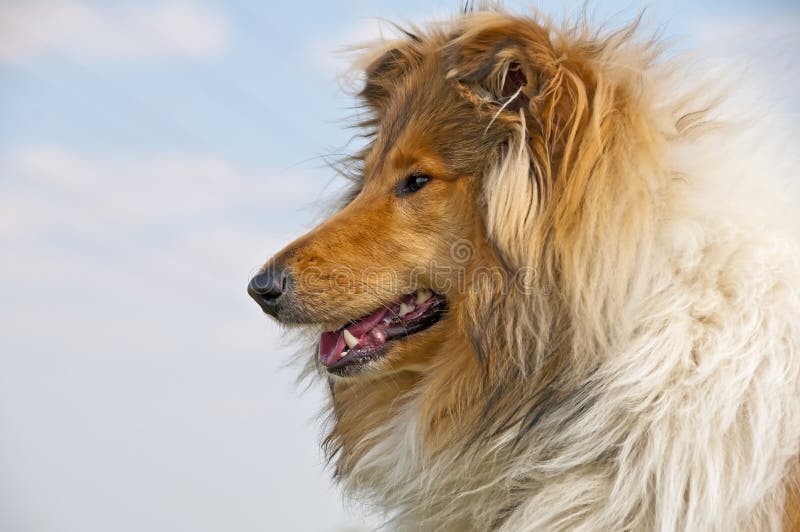 Collie stock image. Image of soft, color, offspring, head - 19506475