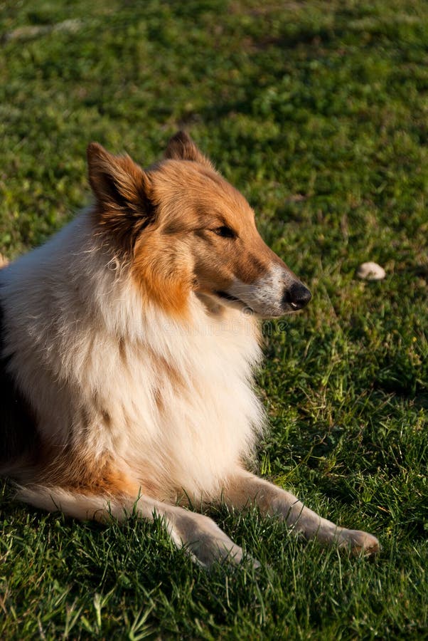 Collie stock image. Image of collie, ears, animal, light - 19872709