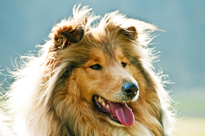 Collie stock photo. Image of british, closeup, puppy - 24043624