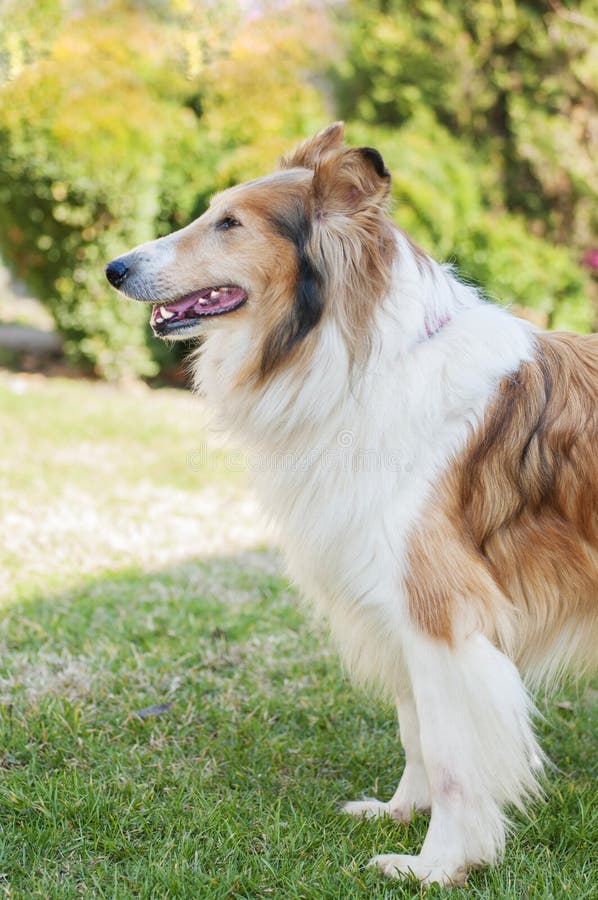 Collie stock photo. Image of look, mammal, pedigree, shepherd - 29564796