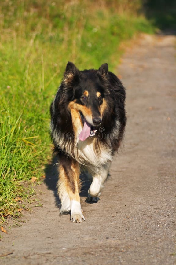 Collie stock photo. Image of looking, long, canine, hair - 3092264
