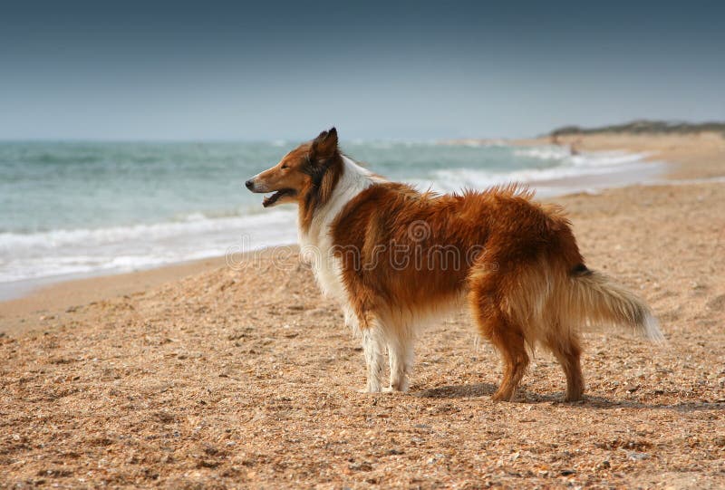 Collie stock photo. Image of travel, thirsty, pets, beach - 3257636