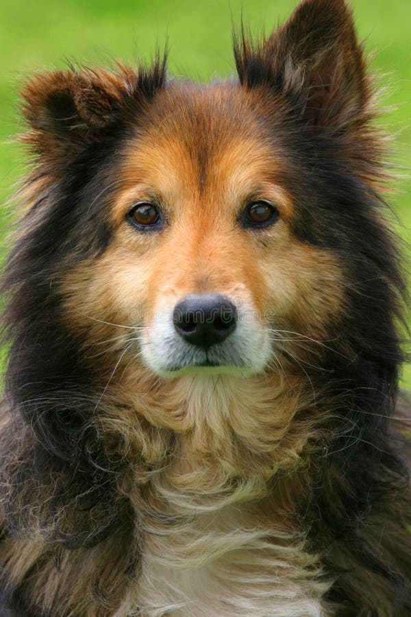 Collie stock image. Image of mammal, collie, love, huggable - 4100869