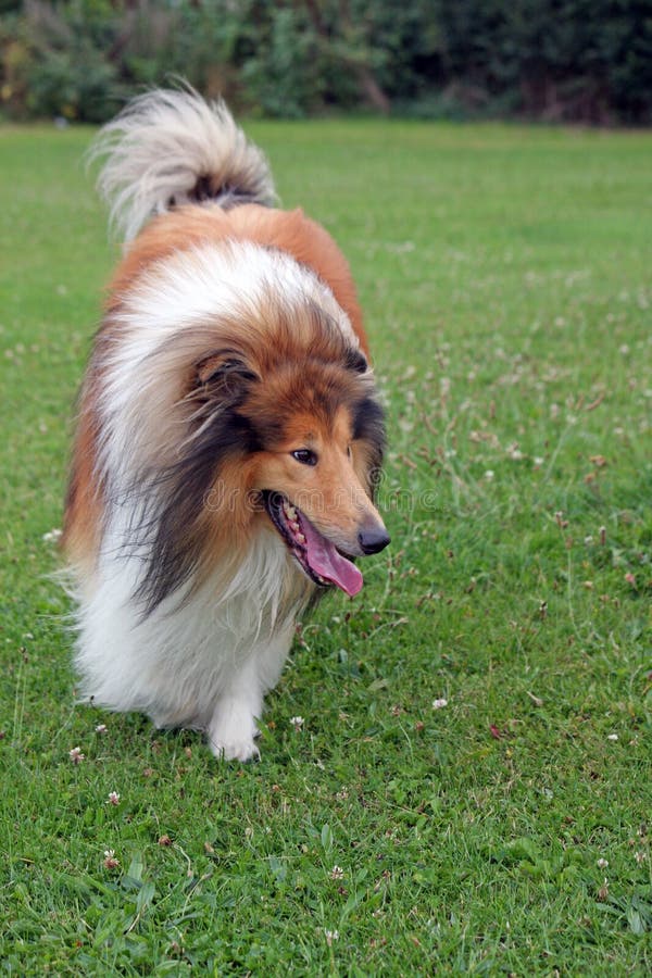 21,944 Happy Collie Stock Photos - Free & Royalty-Free Stock Photos ...