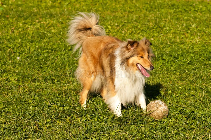 Collie with ball stock image. Image of cuddly, playing - 22007443
