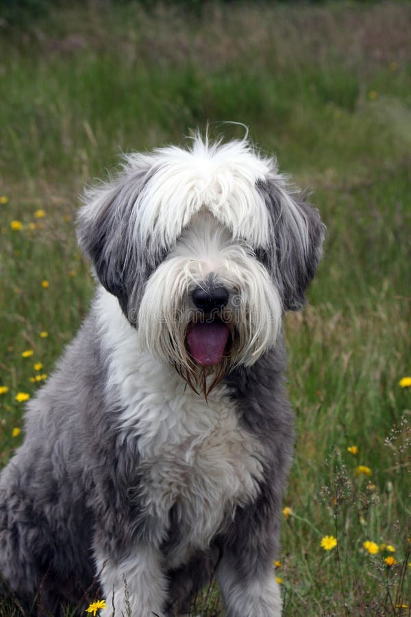Collie barbudo foto de archivo. Imagen de adorable, mascota - 6775430