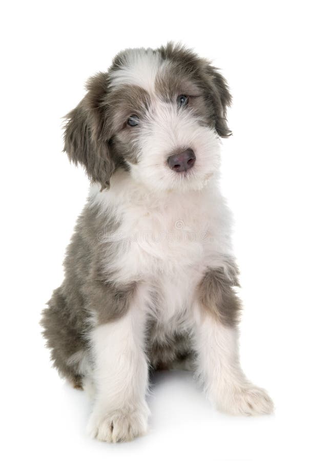 Collie barbudo del perrito imagen de archivo. Imagen de mascota - 142664045