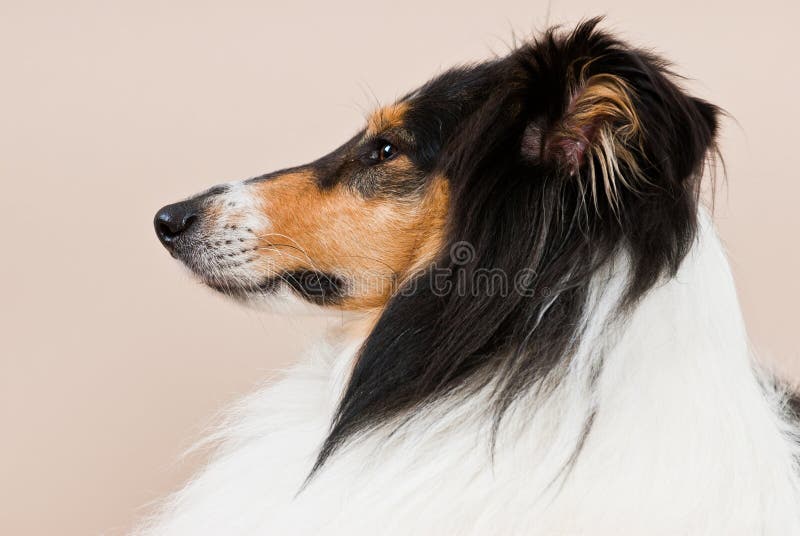 Collie dog in profile stock photo. Image of happy, countryside - 3723524