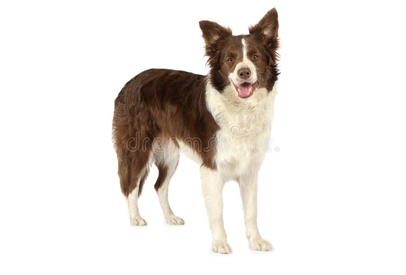 Collie Border Dog Looking at the Camera Stock Image - Image of adult ...