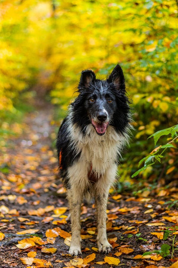 Collie Breed Dog in an Autumn Fore Stock Photo - Image of mammal ...