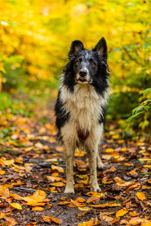 Collie Breed Dog in an Autumn Fore Stock Photo - Image of portrait ...