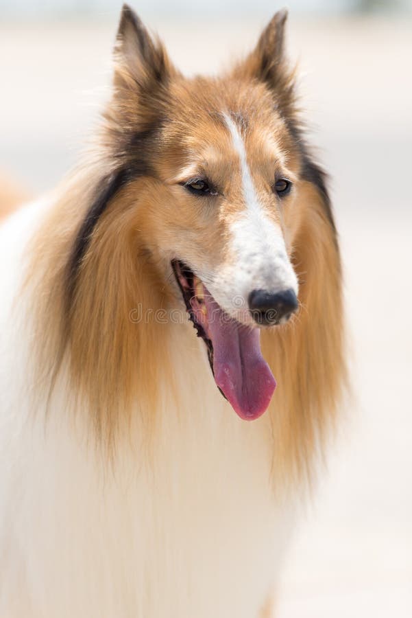 Collie stock photo. Image of countryside, close, cross - 46309186