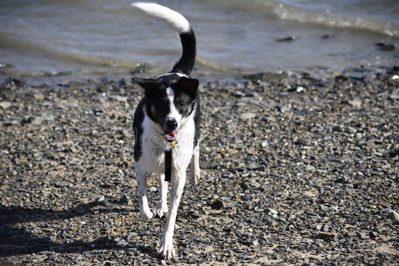 Collie cross dog on beach stock photo. Image of forlorn - 107892506
