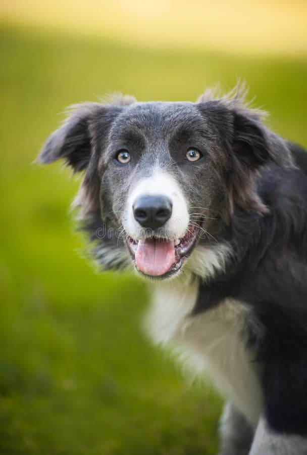 Collie Di Bordo Felice Del Cane Immagine Stock - Immagine di testa ...