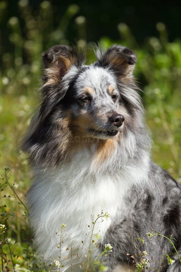 Collie Di Massima Blu Di Merle Immagine Stock - Immagine di canino ...
