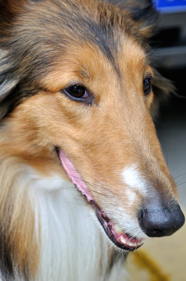 Collie dog stock photo. Image of beautiful, yellow, coat - 14729588