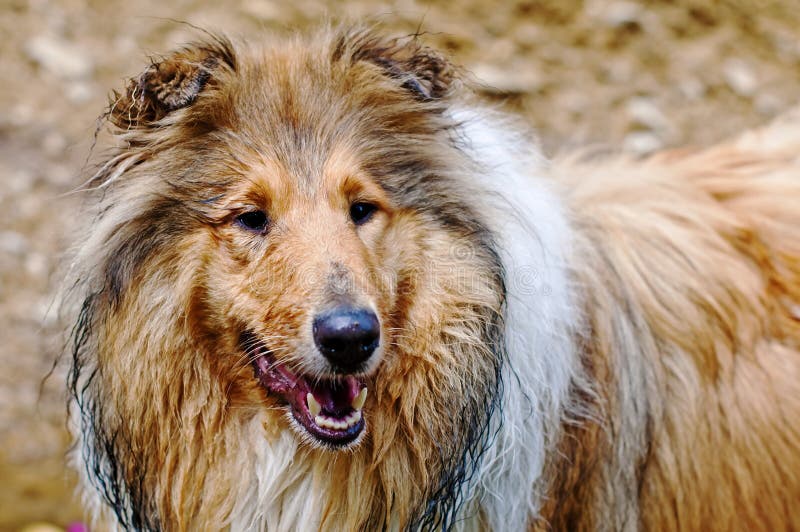 Collie dog stock image. Image of head, cuddly, water - 20726315