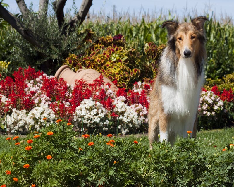 Collie dog stock photo. Image of look, sable, happy, pure - 21517924