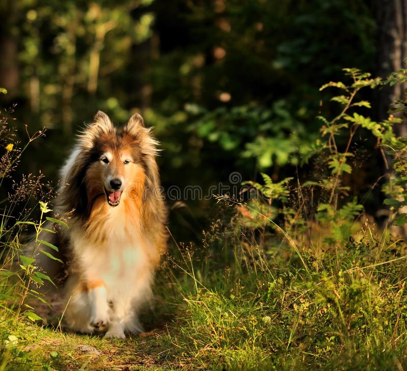 24,484 Happy Collie Stock Photos - Free & Royalty-Free Stock Photos ...