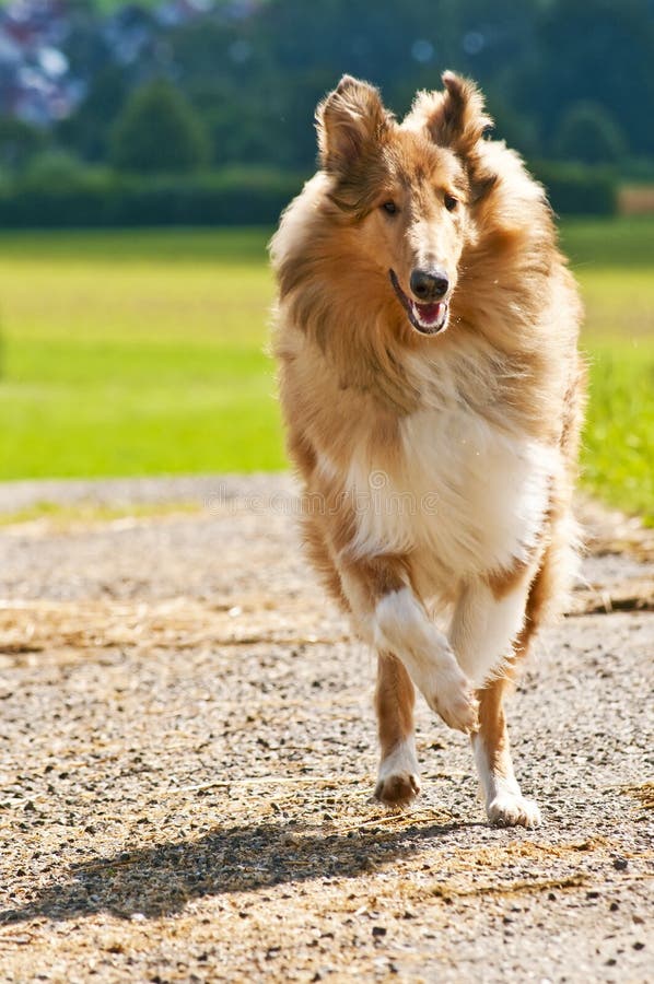 Running collie dogs stock photo. Image of puppy, british - 23945704