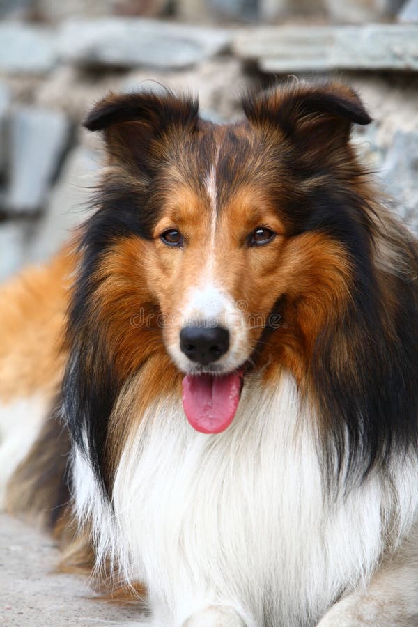 Collie dog stock image. Image of breed, attentive, affable - 4958521