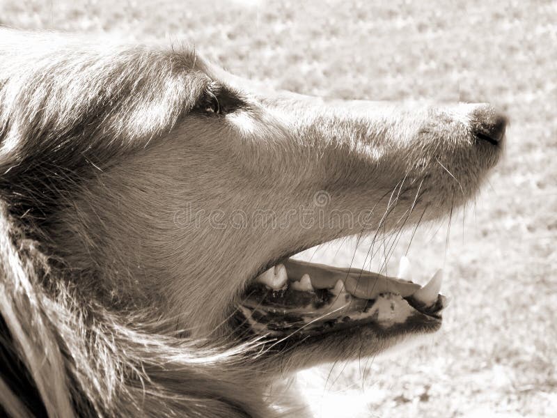 Collie dog head stock photo. Image of profile, fauna - 72619992