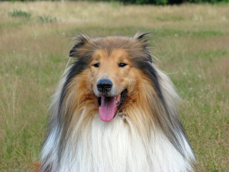 Collie dog portrait stock photo. Image of furry, close - 3723538