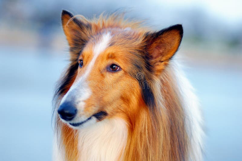 Collie dog portrait stock photo. Image of snow, scotland - 4082854