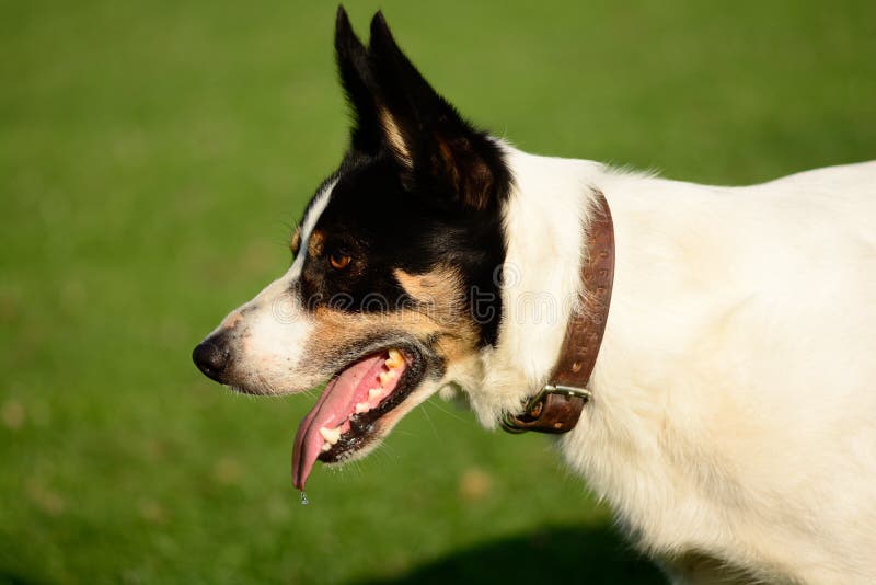 Collie dog portrait stock photo. Image of animals, animal - 93230492