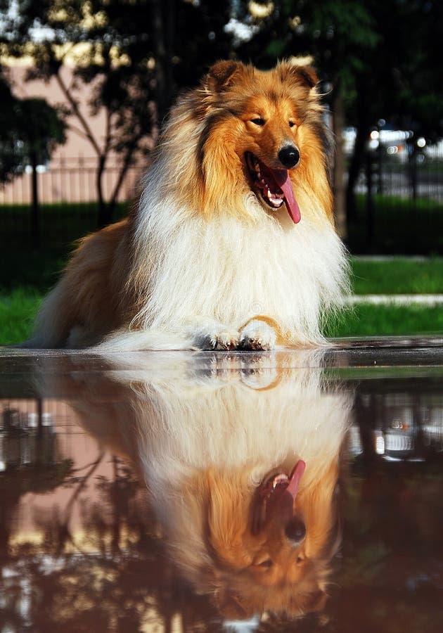 Collie dog with reflection stock image. Image of puppy - 10652811