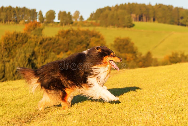 Collie Dog Running on the Meadow Stock Photo - Image of meadow, running ...