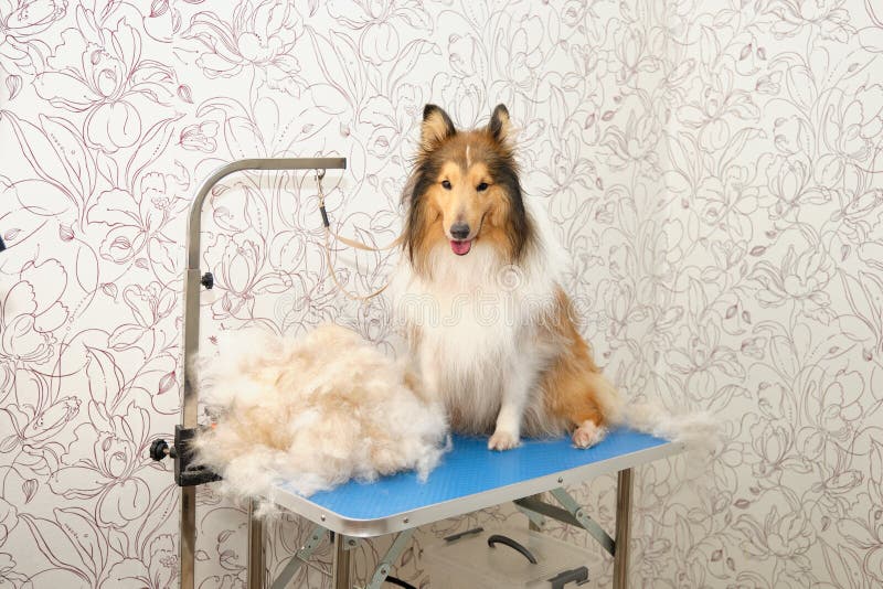 The Collie Dog Sits Near the Owner S Feet Waiting for the Command Stock ...