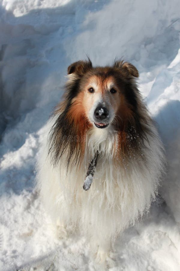 Collie Dog Sitting on Snow. Stock Image - Image of cute, canine: 140539803
