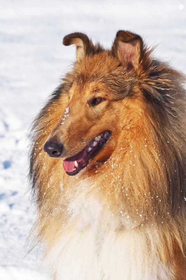 Collie dog in snow stock photo. Image of truebred, warm - 28026762