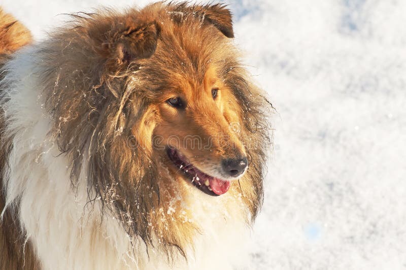 Collie dog in snow stock photo. Image of outdoor, nice - 28059446