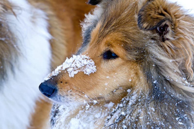 Collie dog in snow stock photo. Image of looking, collie - 28641690