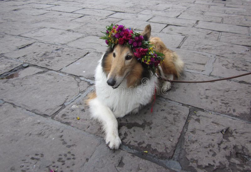 Collie dog. stock image. Image of intelligent, flower - 87957097