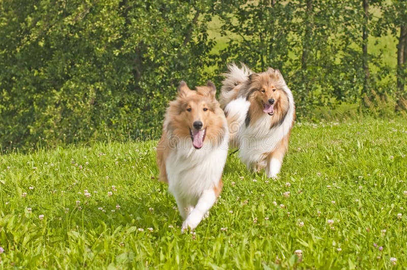 Running collie dogs stock photo. Image of puppy, british - 23945704