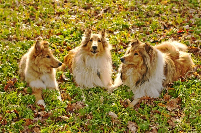 Collie dogs stock image. Image of british, soft, puppy - 24255155