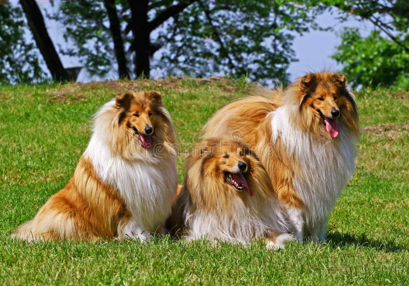 Collie family stock image. Image of canine, friendship - 10739523