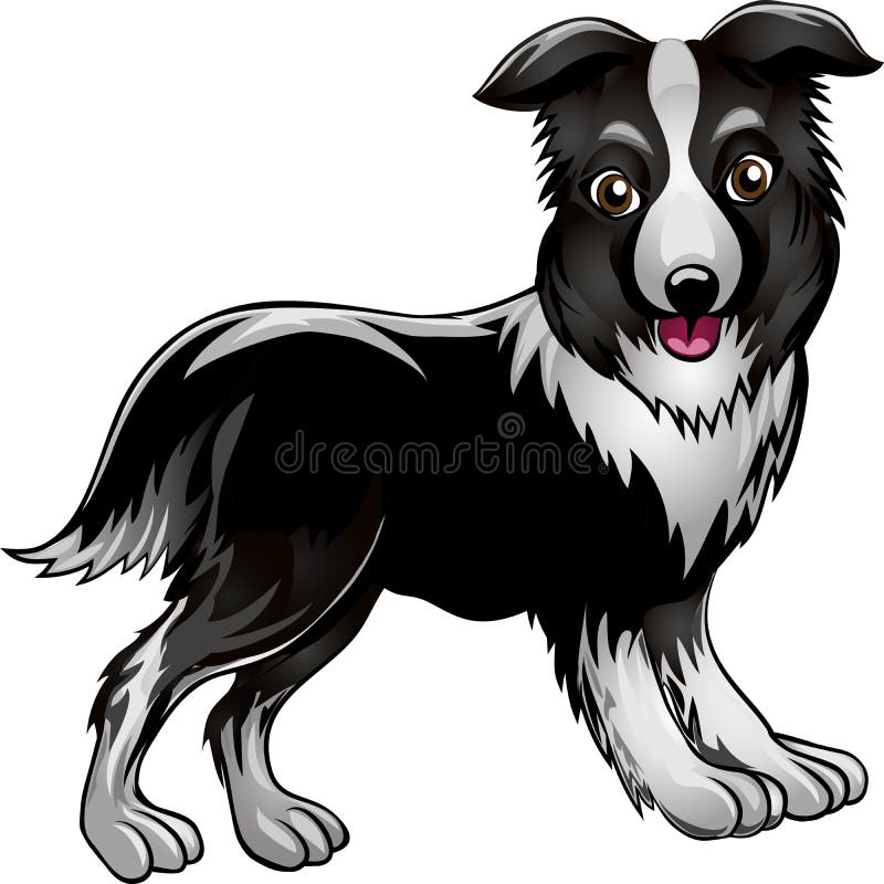Collie stock vector. Illustration of cute, painting, drawing - 39097349