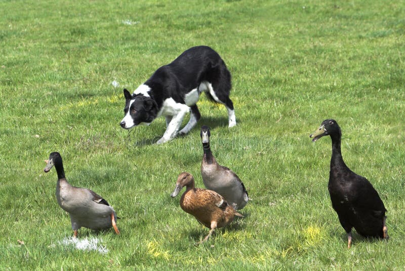 Collie herding ducks stock image. Image of collar, muzzle - 2288977