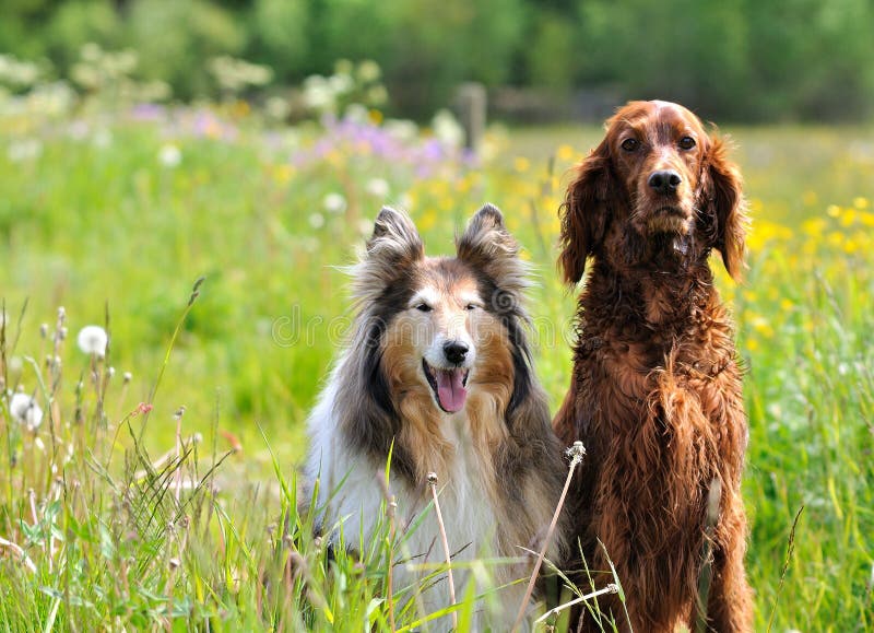 Collie and Irish Setter stock photo. Image of canine - 22219718