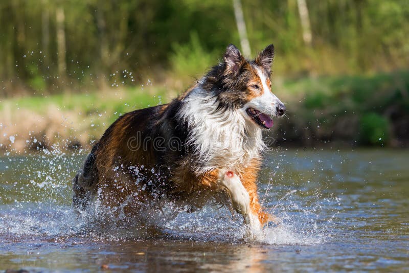 Collie-Mix Dog Running in a River Stock Photo - Image of outdoor, pets ...