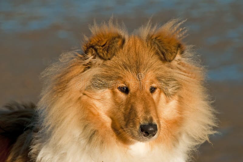 Collie in morning sun stock image. Image of offspring - 17866053