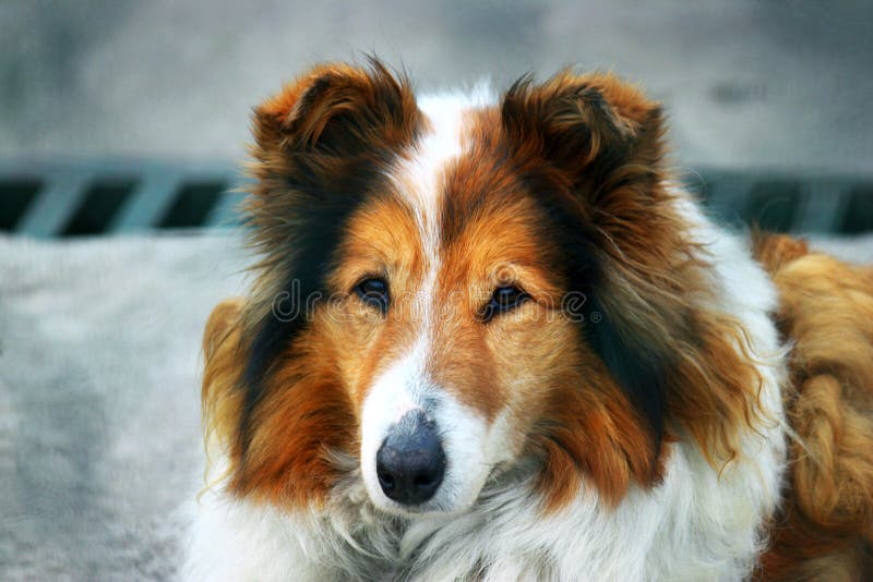 Collie stock photo. Image of breed, deft, cuddly, animal - 41401804