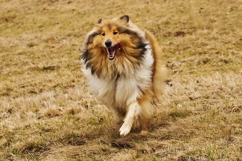 Collie running stock photo. Image of american, outdoor - 23945858