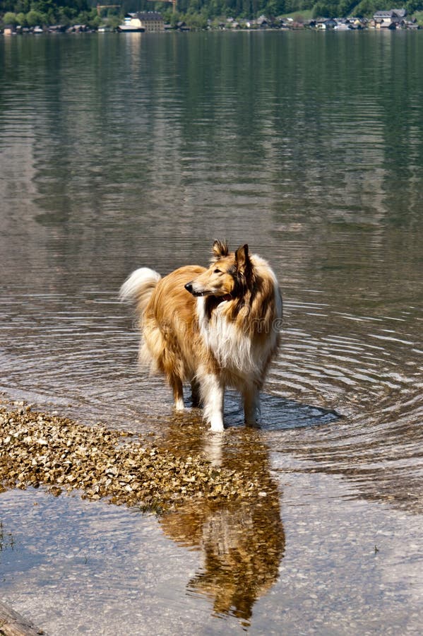Collie stock photo. Image of collie, meadow, happy, dogs - 13361406