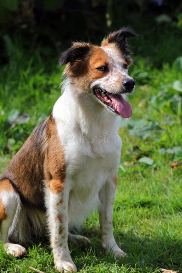 Collie sheep dog stock image. Image of beautiful, grass - 26121169